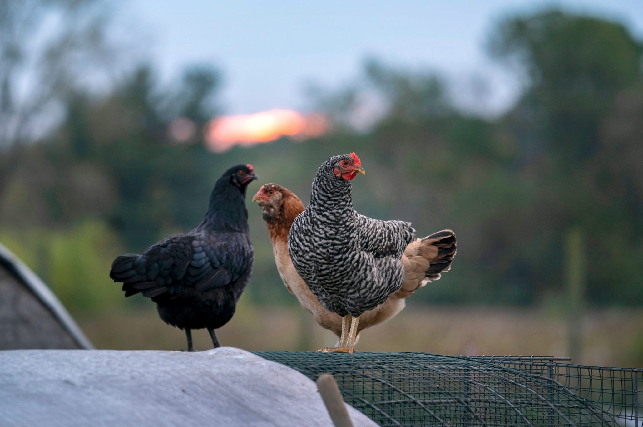 More than 100 birds culled at Waterford park for H5N1 bird flu