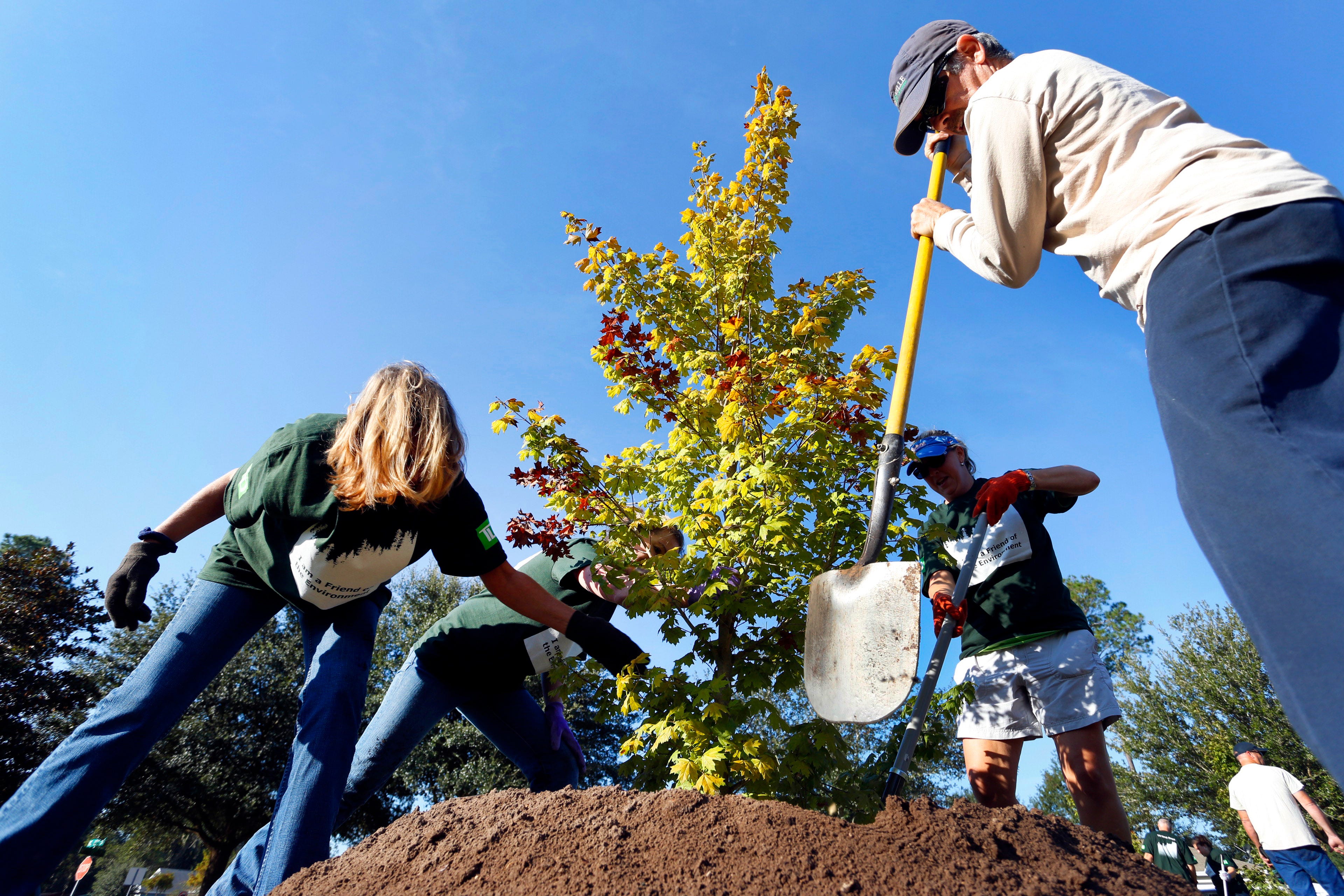Florida's Arbor Day is Jan. 17. Here's a guide to trees to plant in ...