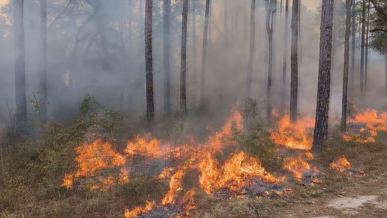 Florida Forest Service announces controlled burns today in Levy, Marion ...