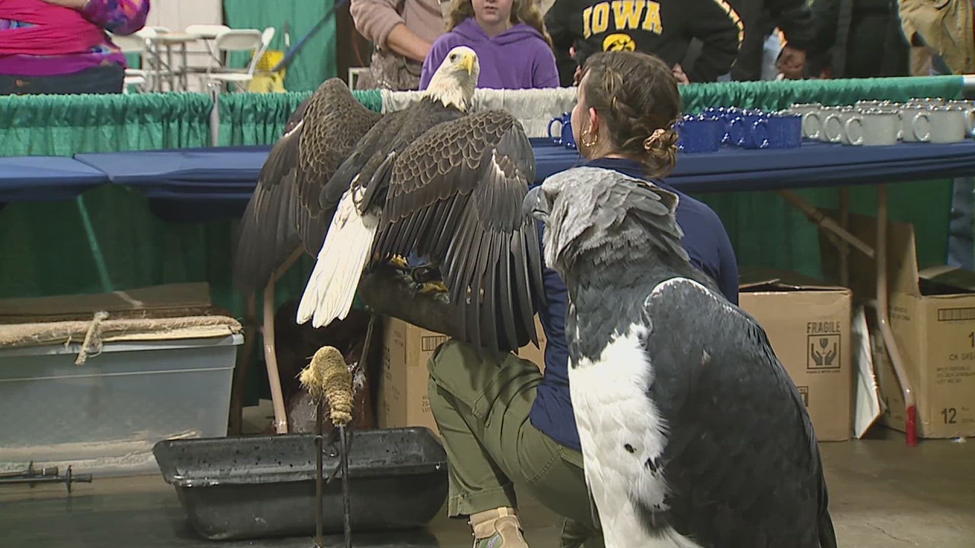 Bald Eagle Days return to the Quad Cities