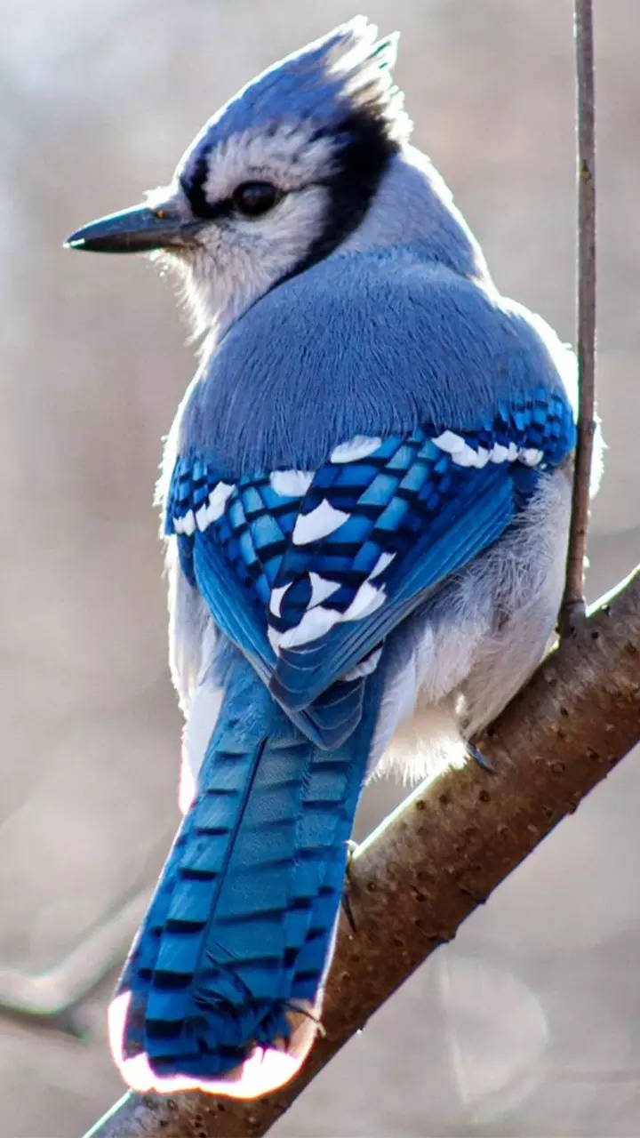 10 rare blue animals in nature