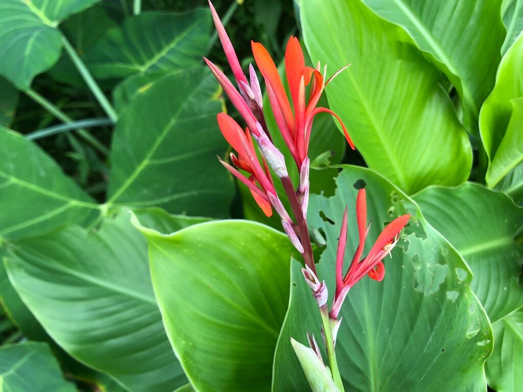 La planta de achira: ¿cómo cultivarla en casa?