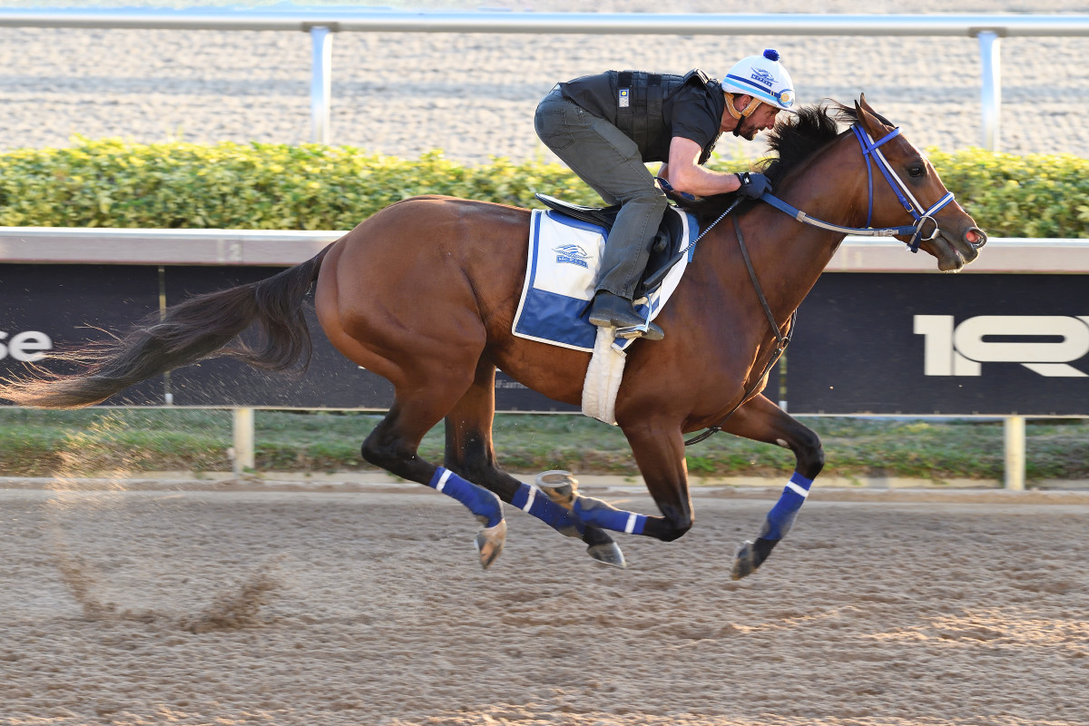 'A Good Next Step': Winner Mystik Dan Pleases In Gulfstream Breeze ...