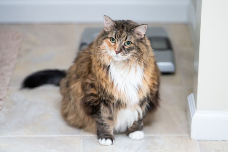 These 10 reasons your cat is the best therapist you’ve ever had — and ...