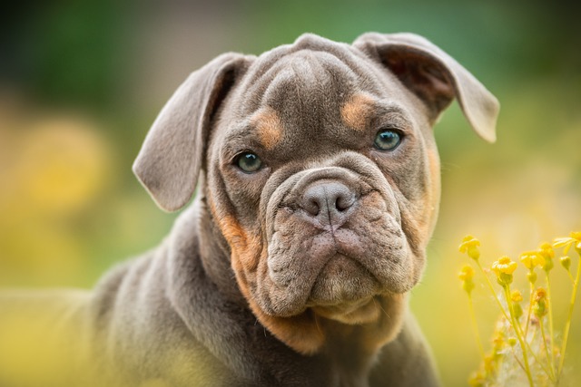 10 stress signals dogs give before things get worse