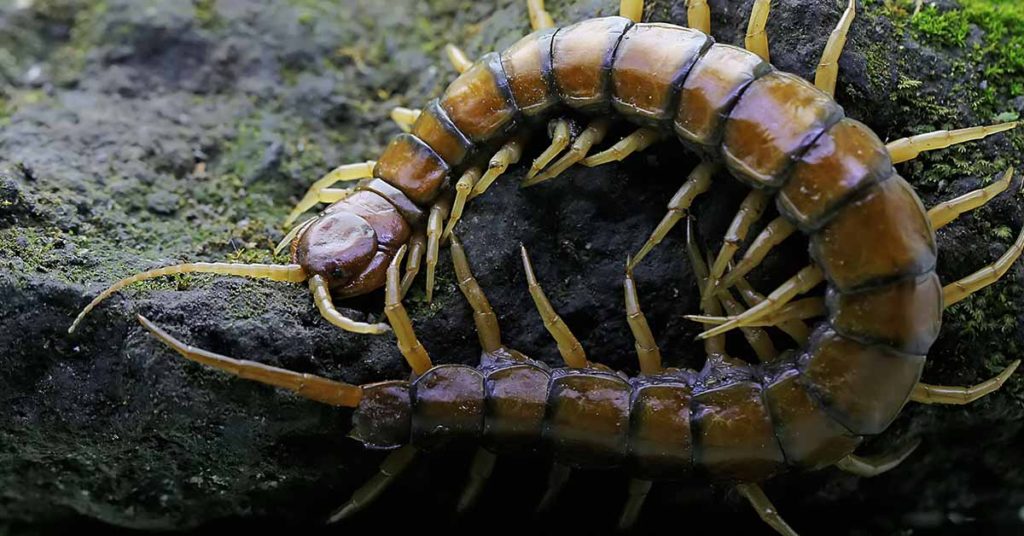 Influencer Dies After Live Stream Of Him Eating Poisonous Centipedes