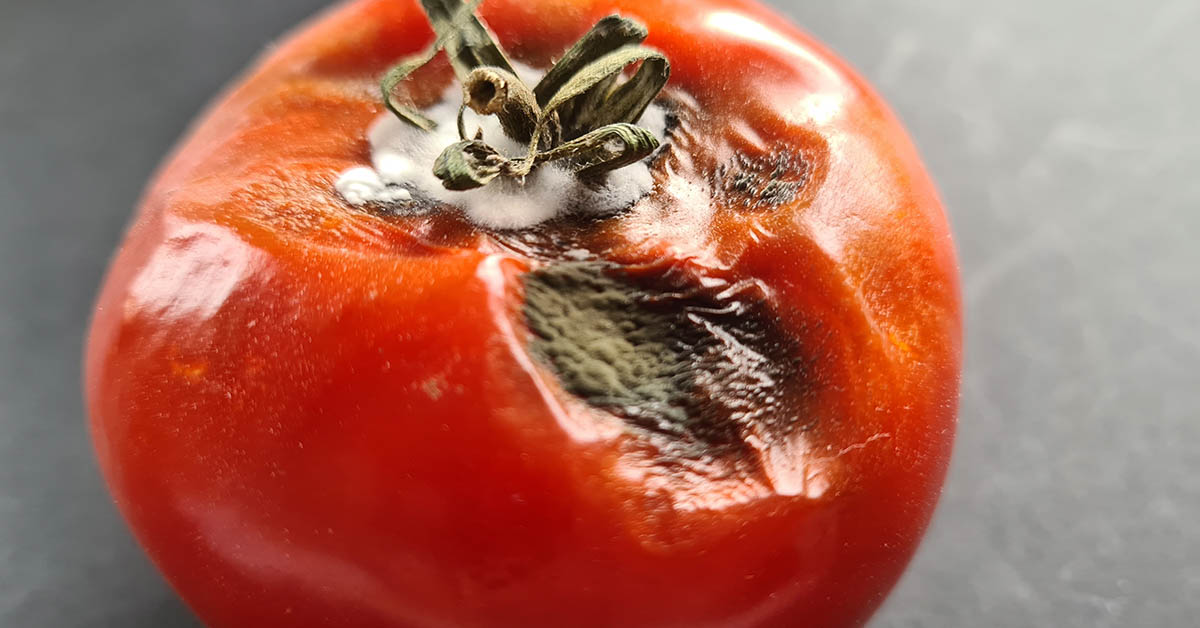 Don't Throw Away Bruised or Overripe Tomatoes. Here's How to Use Them
