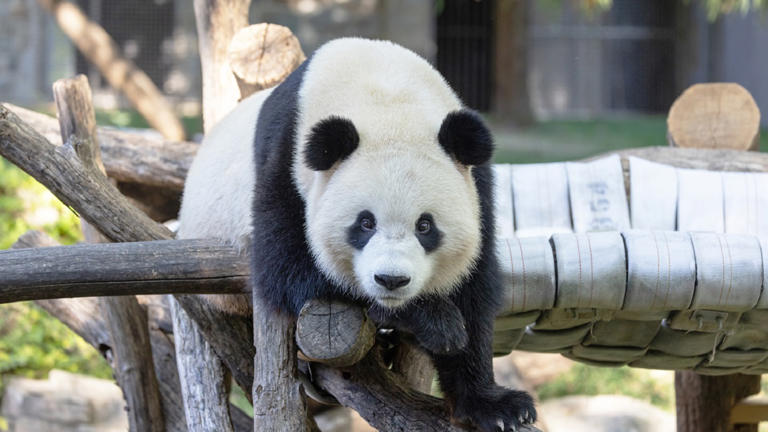 Smithsonian Revives Panda Cam for Bao Li and Qing Bao’s Public Debut