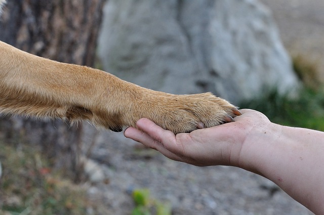 These 15 Bonding Tricks Will Make Your Dog Obsess Over You