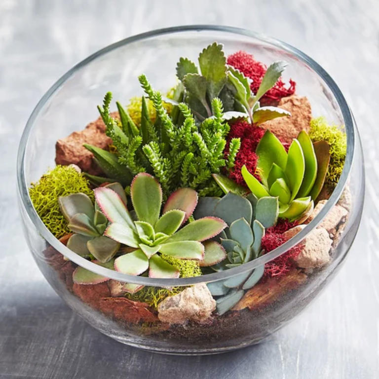 Air plant terrariums vs succulent terrariums – plant experts explain ...