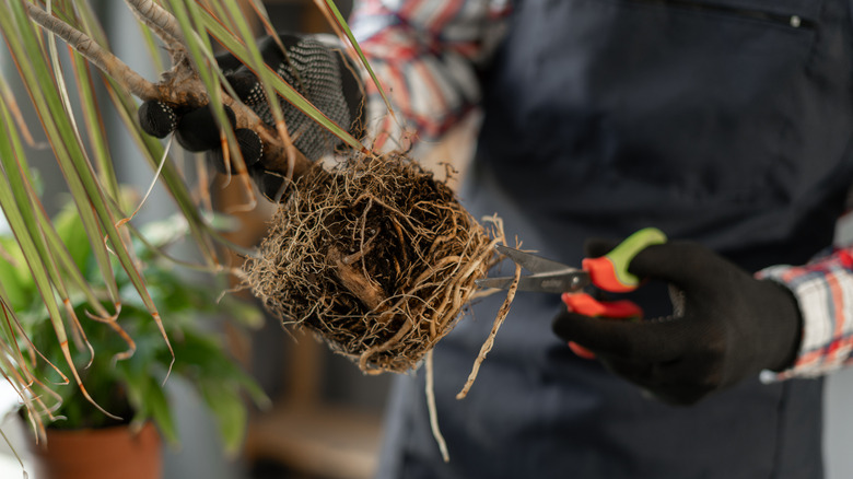 What Is Root Pruning And Why Do Some Plants Need It?