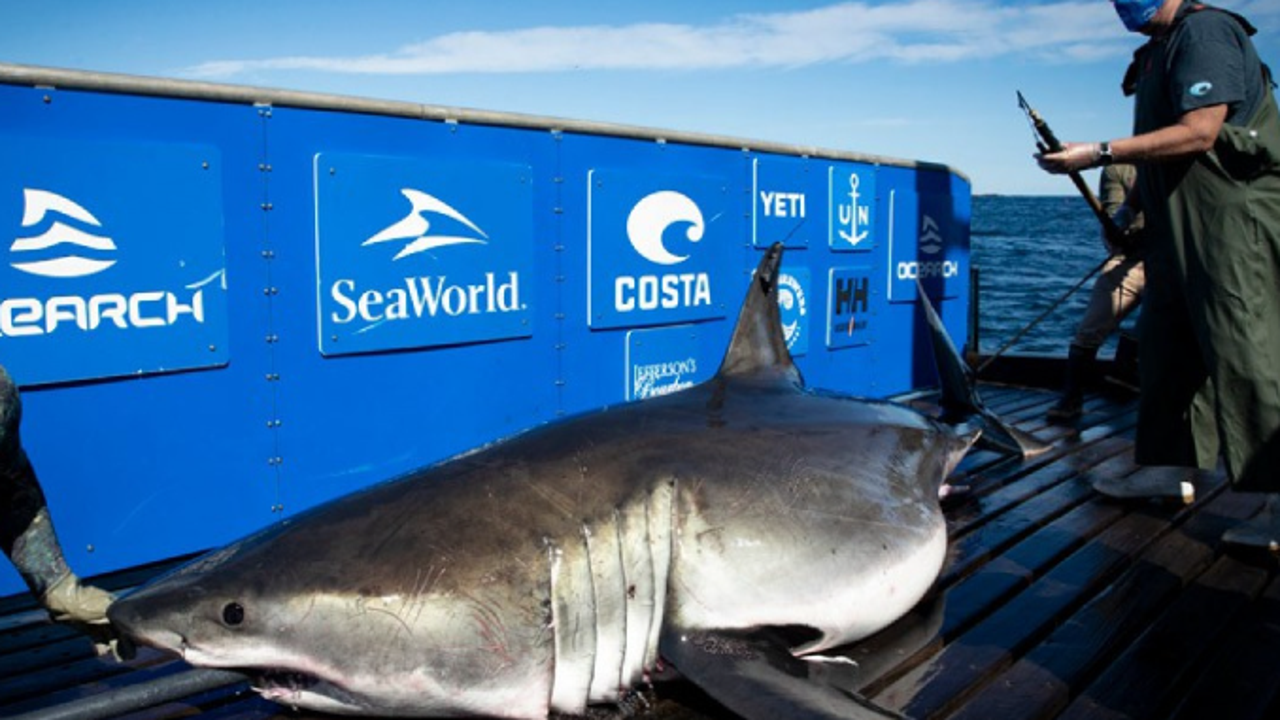 1,400-pound, 13-foot great white shark pings off Florida beach 3 times ...