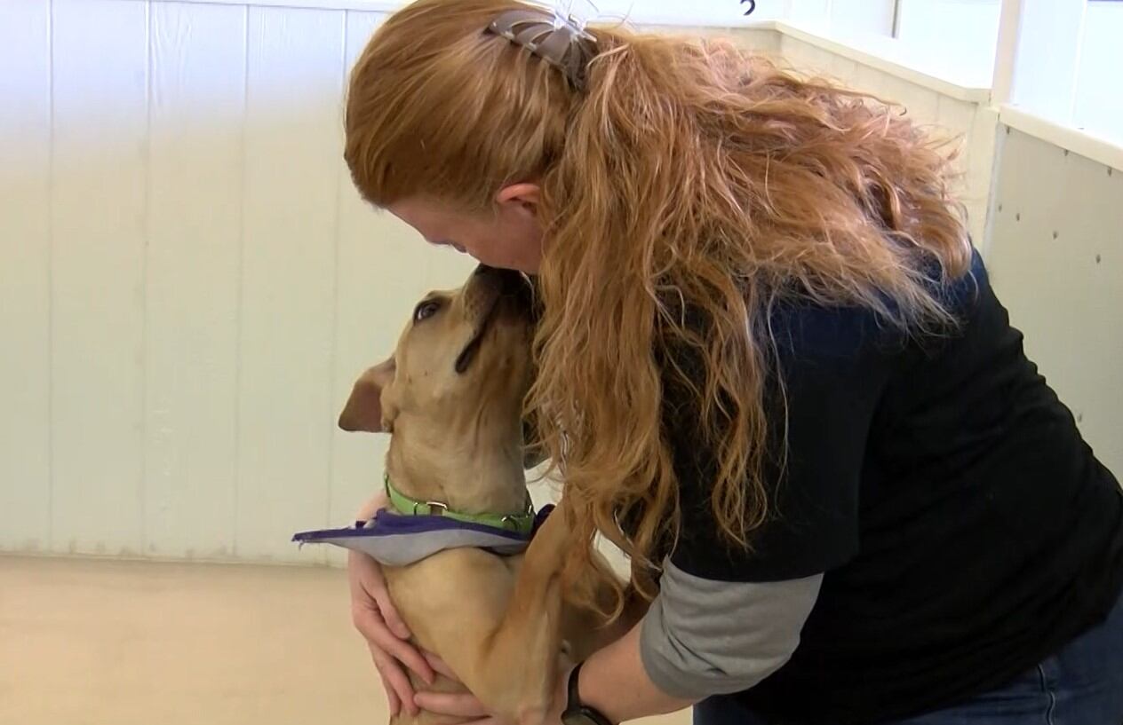 Helping Tucson shelter dogs shine