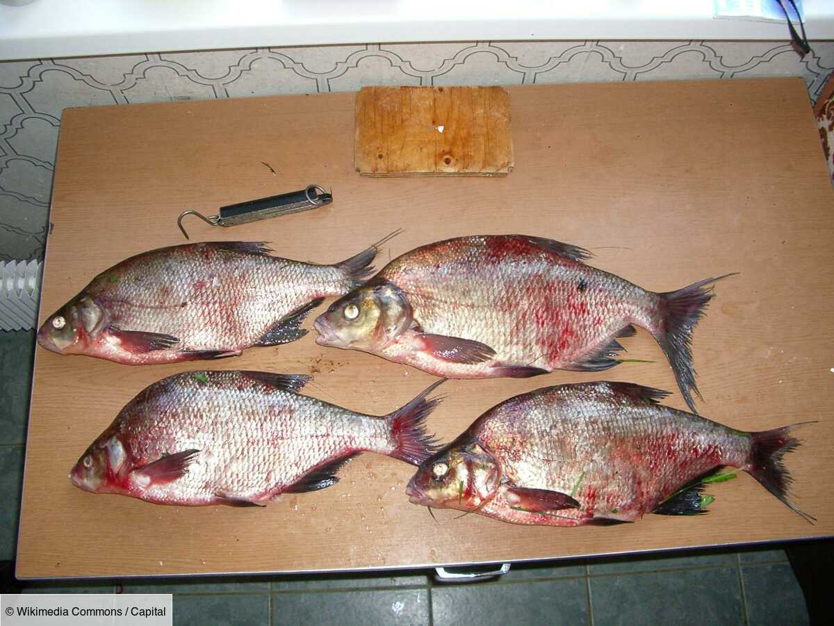 Santé : ce poisson populaire peut devenir dangereux en cas de ...