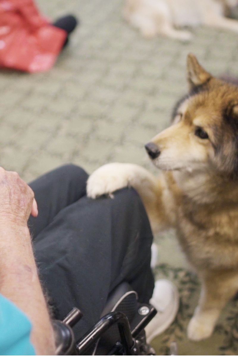 Silver Muzzle Rescue, dignità e amore per i cani anziani