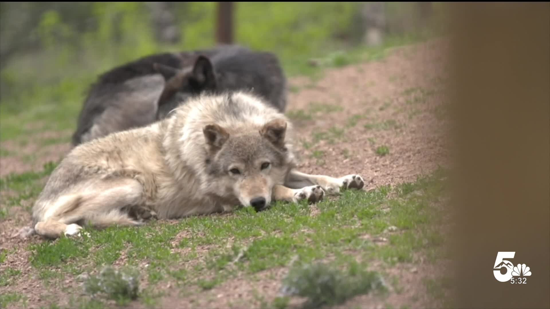 Colorado Parks and Wildlife began capturing gray wolves in Canada to ...