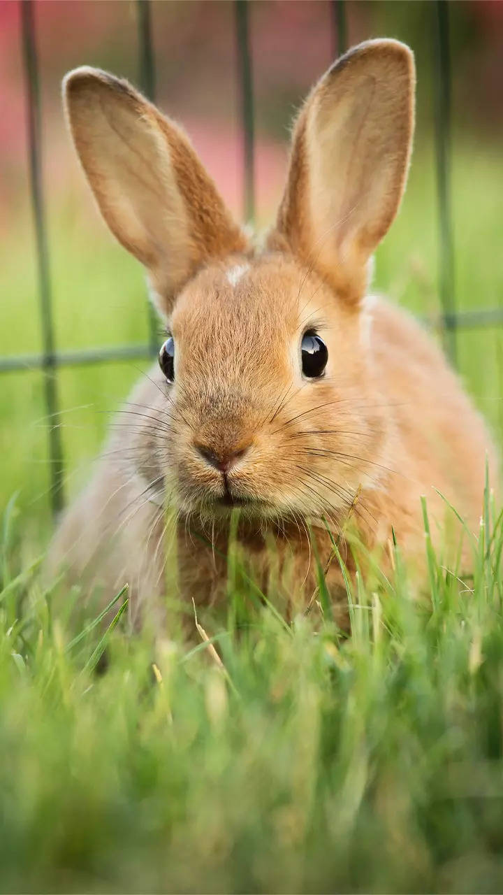 10 adorable animals known for their graceful hopping skills