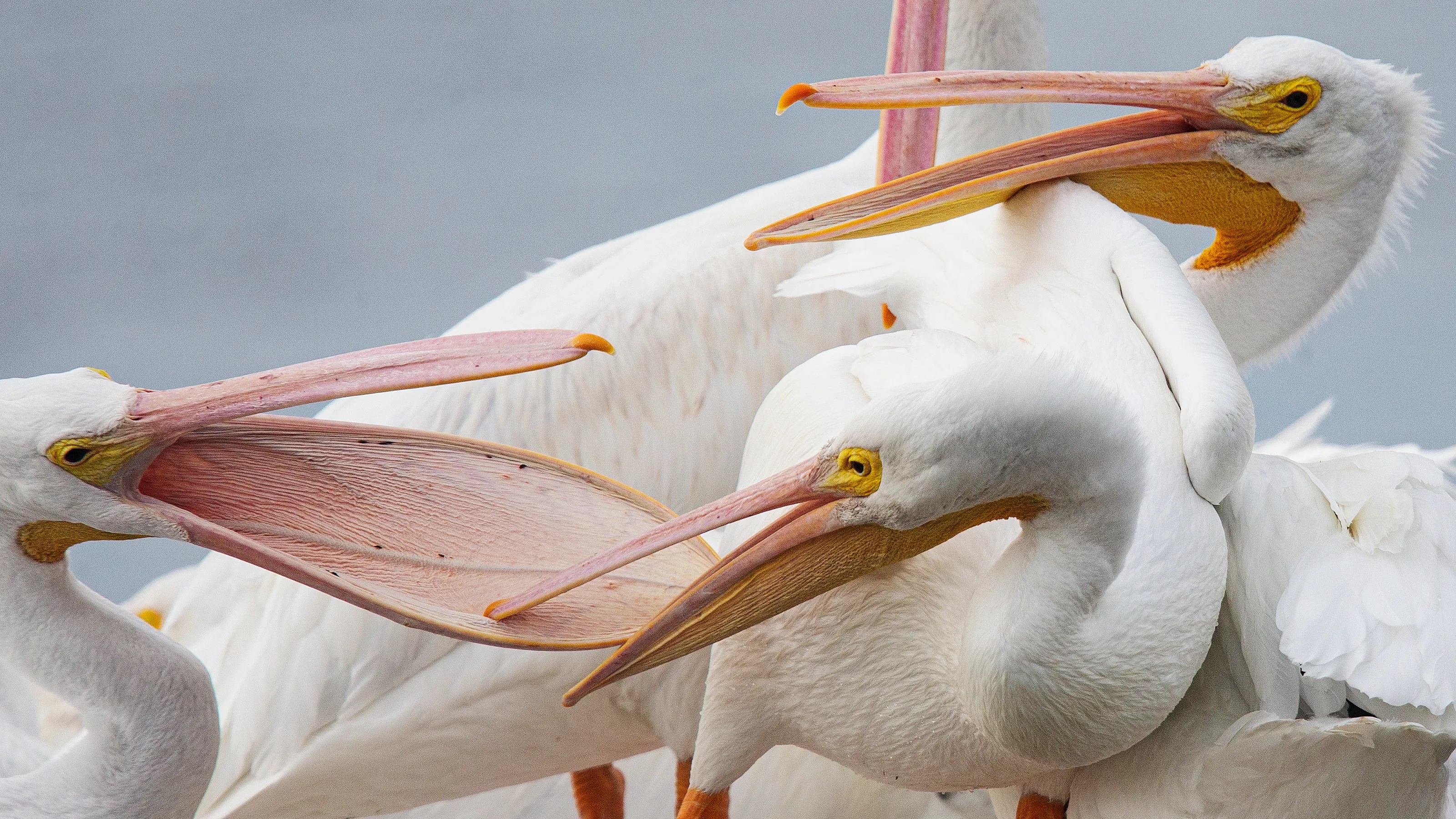 45 Birds That Show Dinosaurs Still Walk the Earth