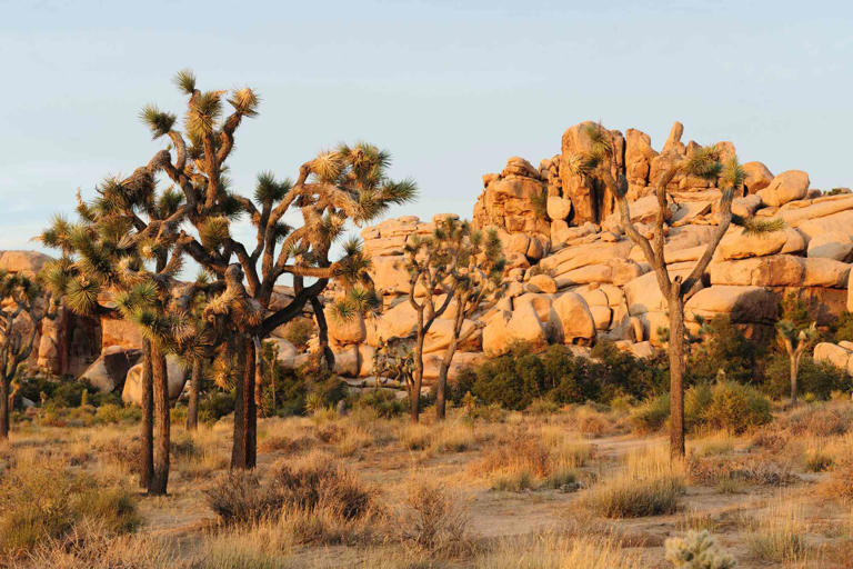 This National Park Is Famous for Its Namesake Trees—and Some of the ...