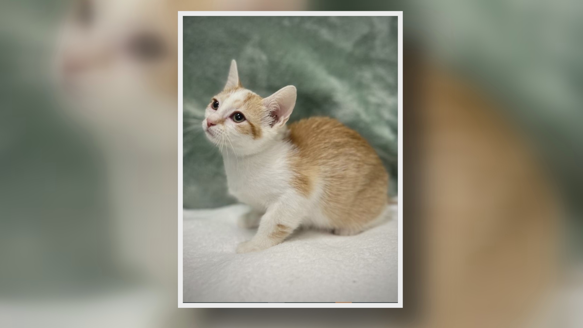 2 The Rescue: Meet Carter