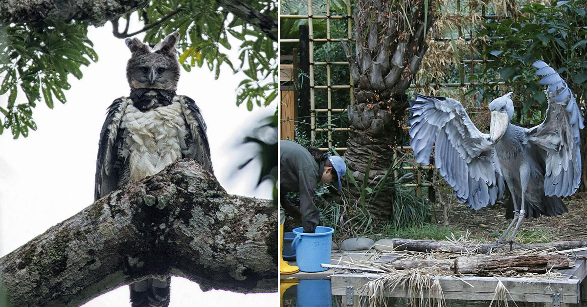 45 Birds That Show Dinosaurs Still Walk the Earth