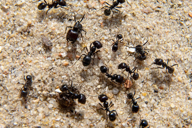 How an 8-Year-Old’s Ant Discovery Revolutionized Earth Science