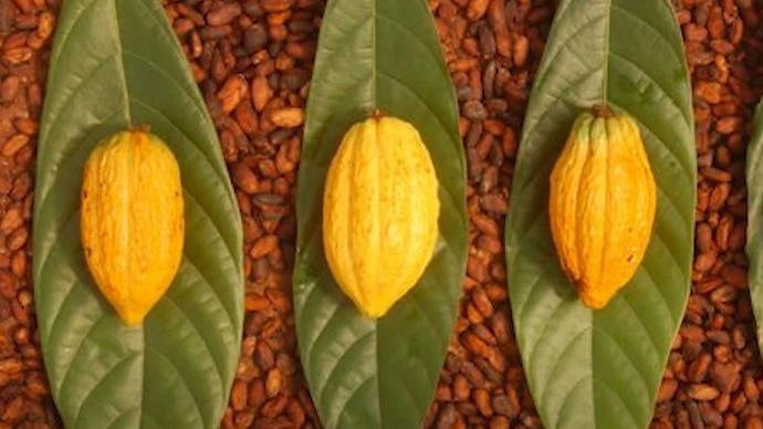 Cocoa leaf venerated and celebrated in Bolivia
