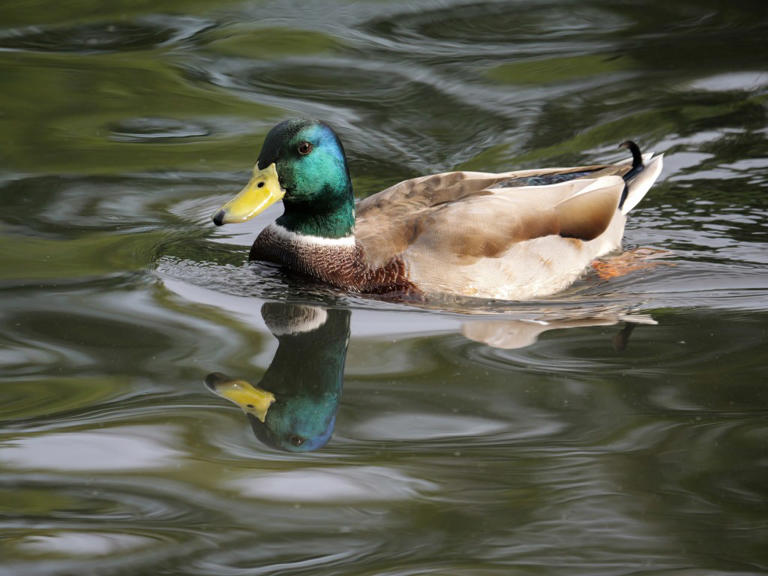 The best cameras for bird photography