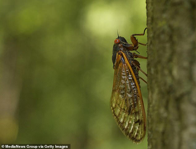 Huge 'alien-like' insect to emerge from 17-year slumber this year