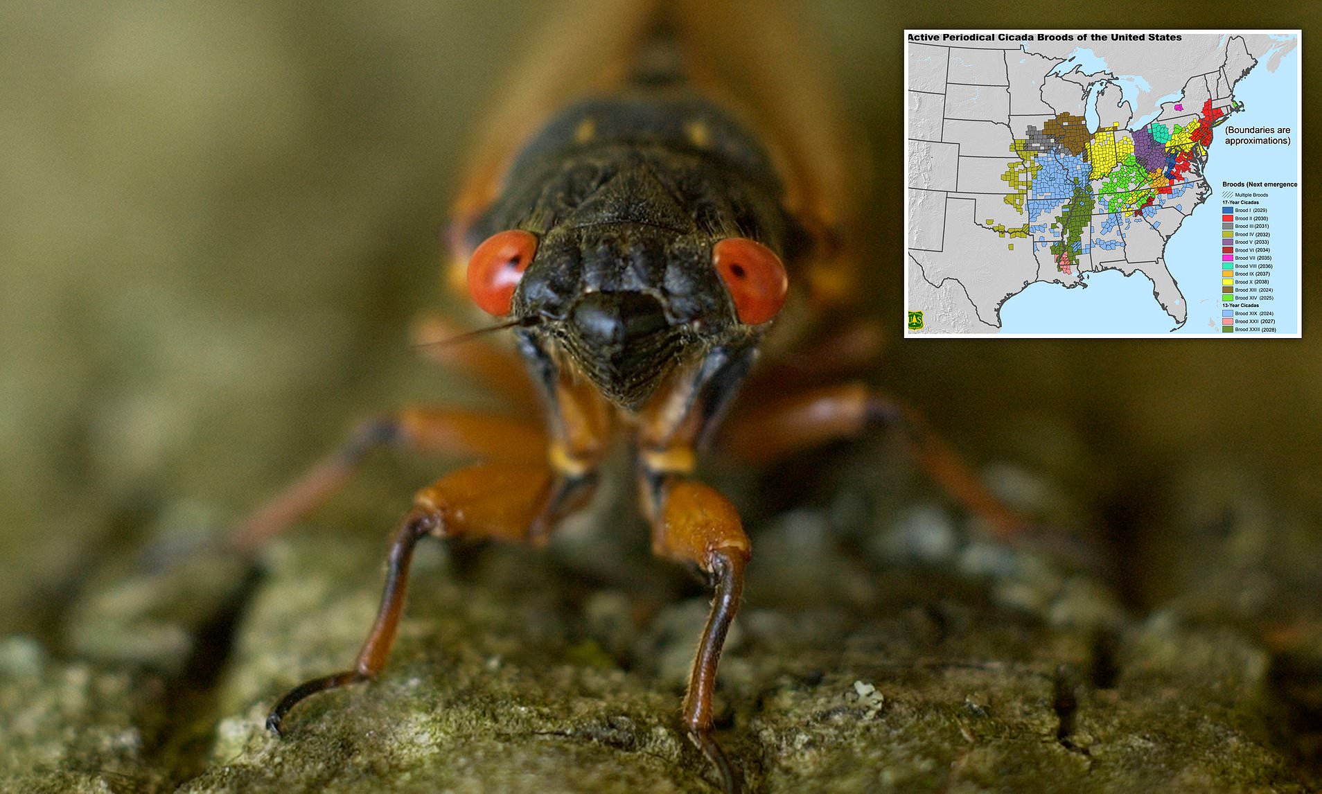 Huge 'alien-like' insect to emerge from 17-year slumber this year