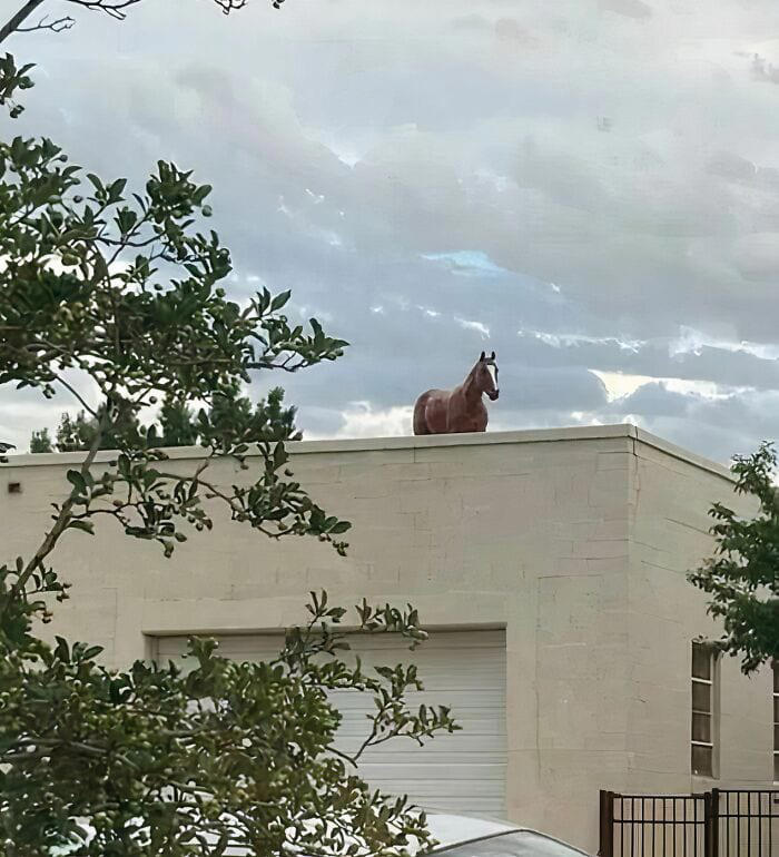 44 Cursed Images Are The Perfect Blend Of Funny And Unsettling