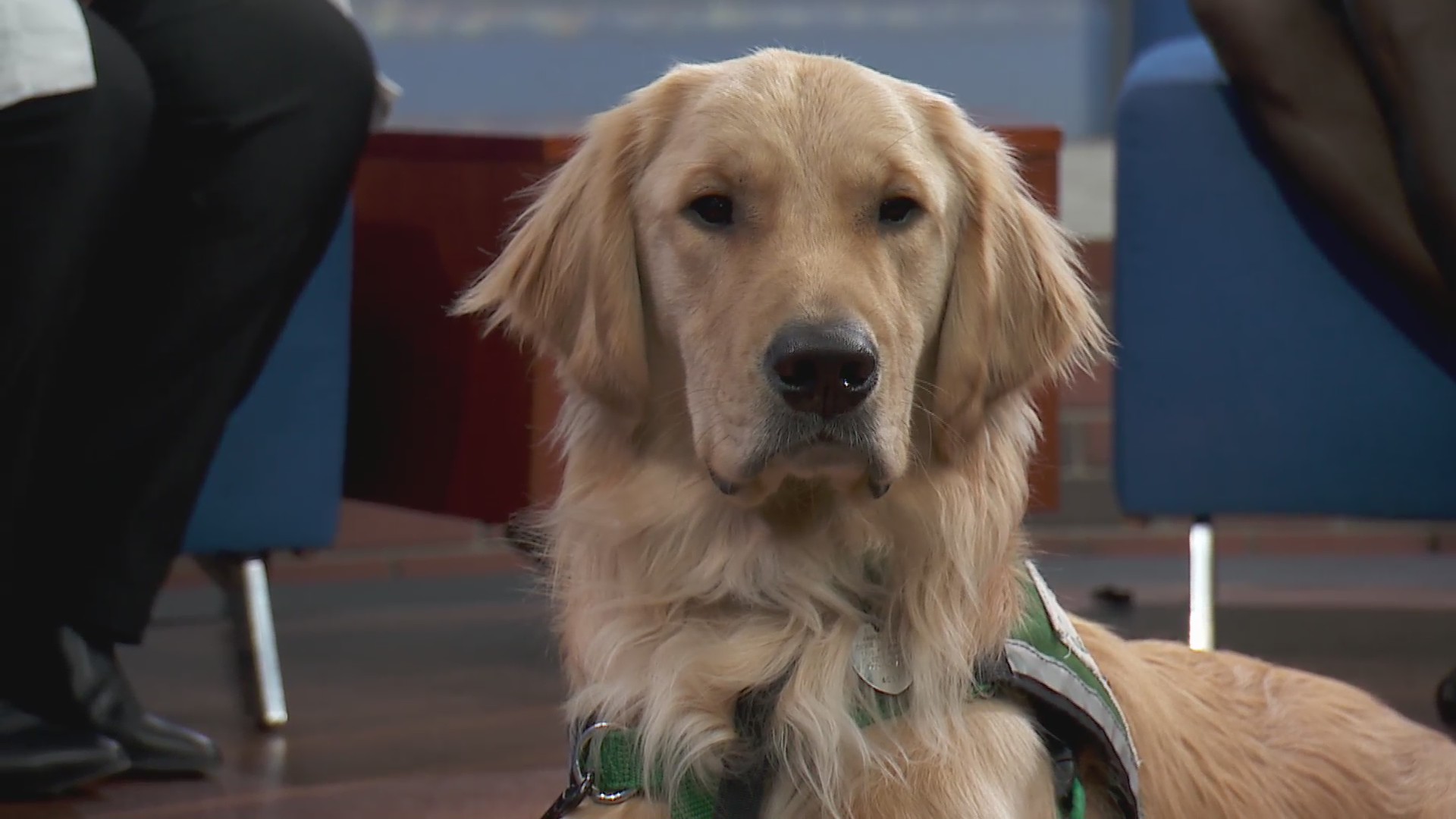 Find out how Hawk, the certified facility dog at Lurie Children's ...