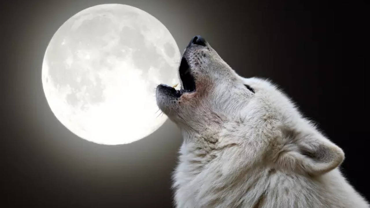 Wolf Moon 2025: When And How To Watch January's First Full Moon?