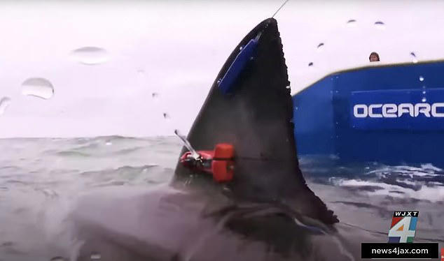 Giant great white shark spotted stalking beach FOUR times in one day