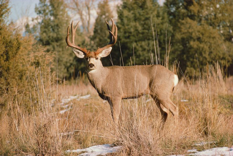 Proposed senate bill could impact Oklahoma hunters and deer population Proposed senate bill could impact Oklahoma hunters and deer population