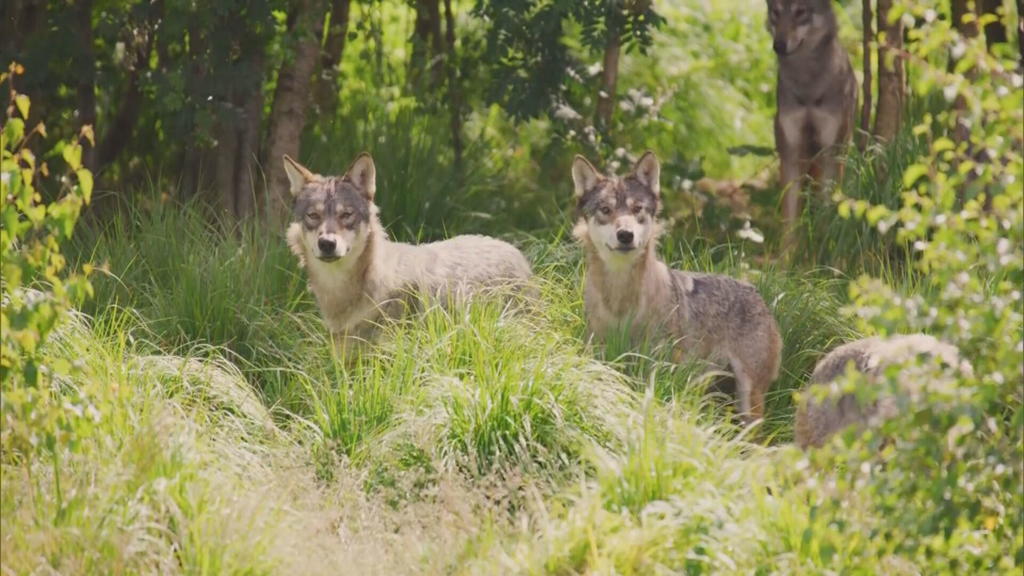 Efforts underway to stop wolf reintroduction in Colorado with popular vote
