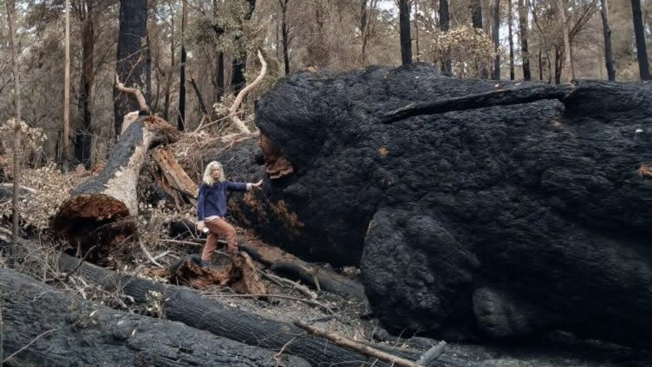Giant 400-year-old red tingle tree destroyed in WA prescribed burn