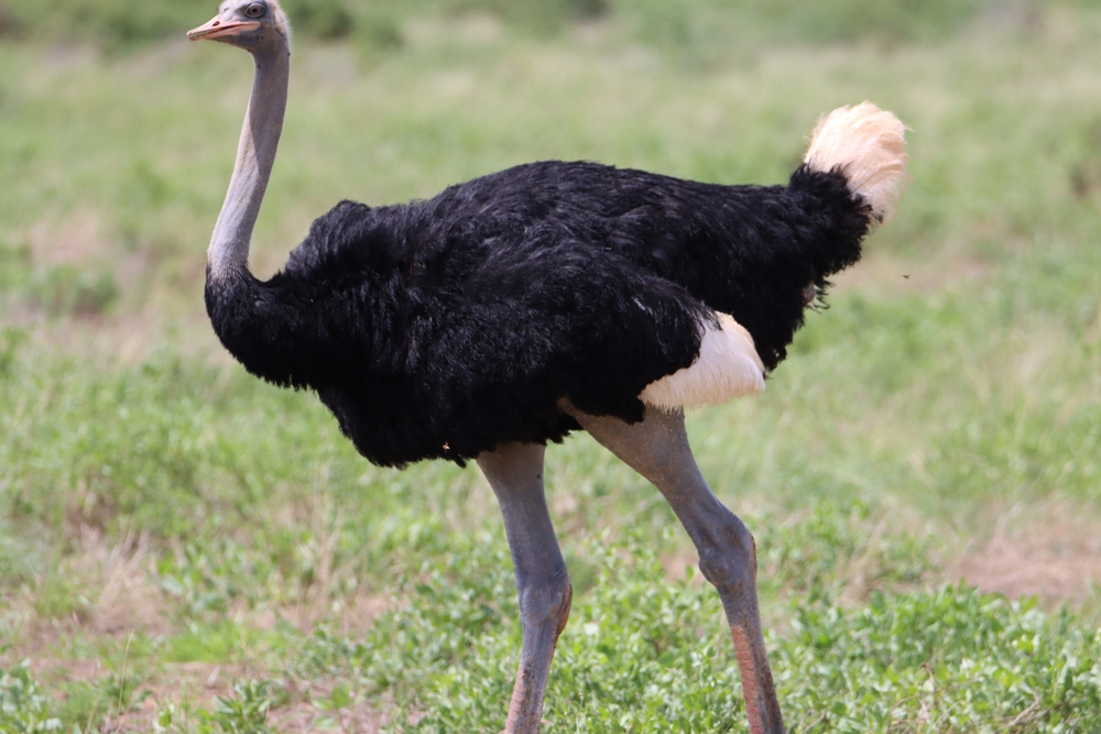 Scientist's Vision of the 'Perfect' Human Body is Terrifying