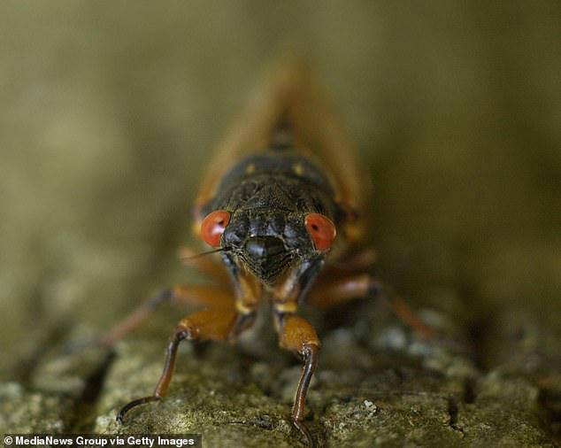 Huge 'alien-like' insect to emerge from 17-year slumber this year