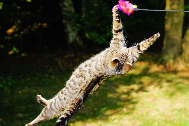 These 10 simple things make cats instantly happy — and most owners ...