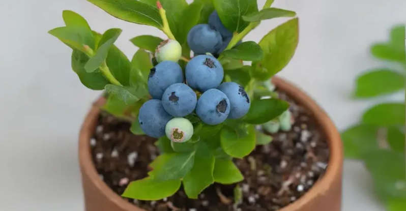 The Simplest Way to Grow Blueberries in Pots: Expert Insights The Simplest Way to Grow Blueberries in Pots: Expert Insights