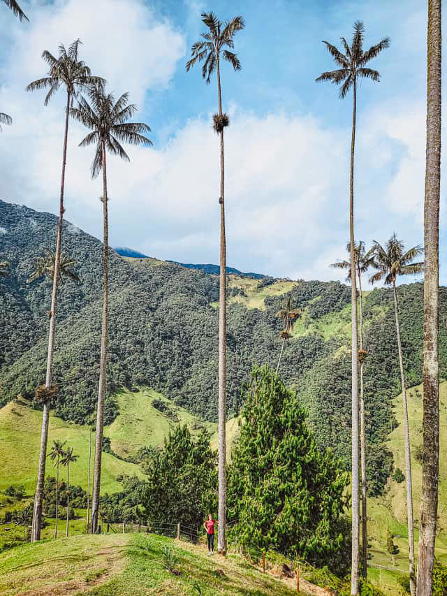 You’ve Seen It in Encanto—Now Hike the Real Colombian Valley With the ...