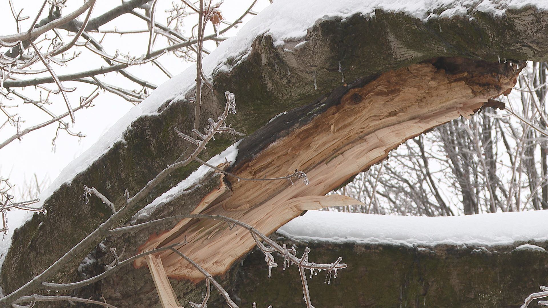 Tree trimmer discusses tree care, damage prevention following winter ...