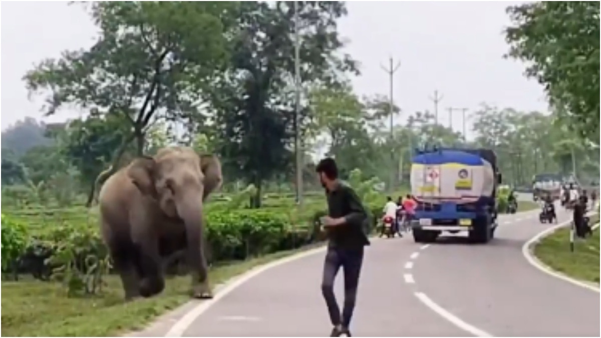 Angry elephant chases man. 'Identify the animal' in the video, says IFS ...