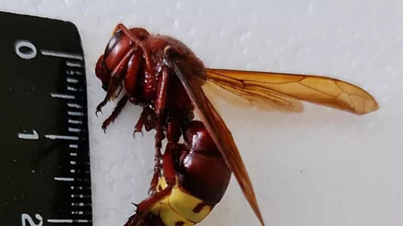 In Campania è allarme «Vespa Orientalis», l'insetto che mangia le api e ...