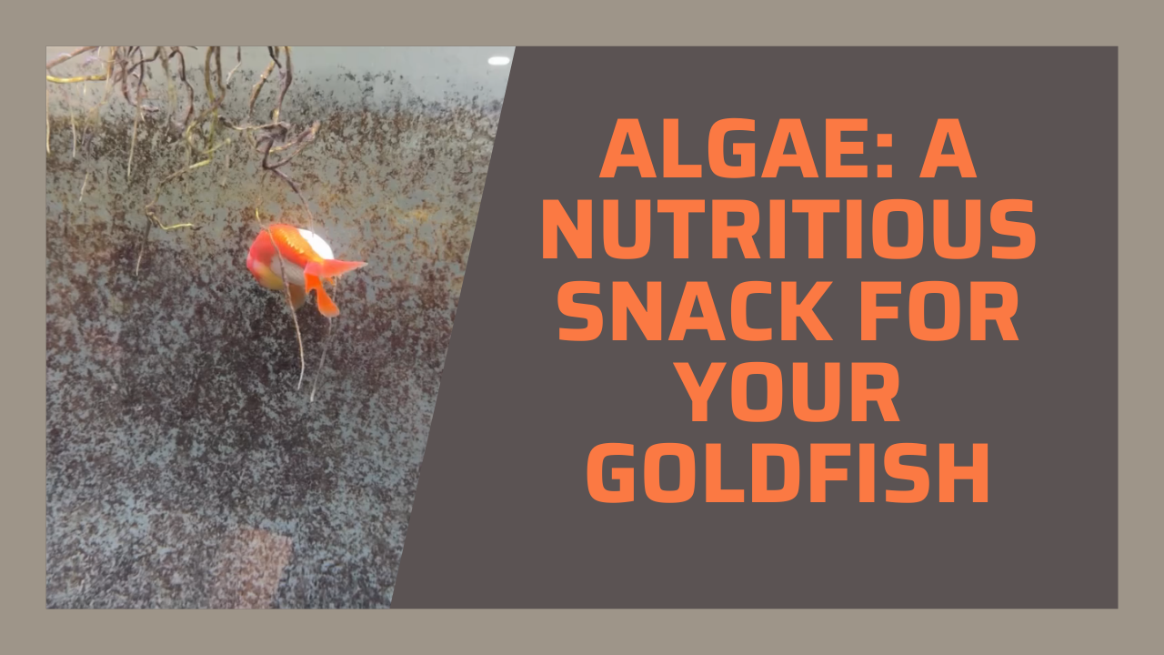 Algae A Nutritious Snack for Your Goldfish