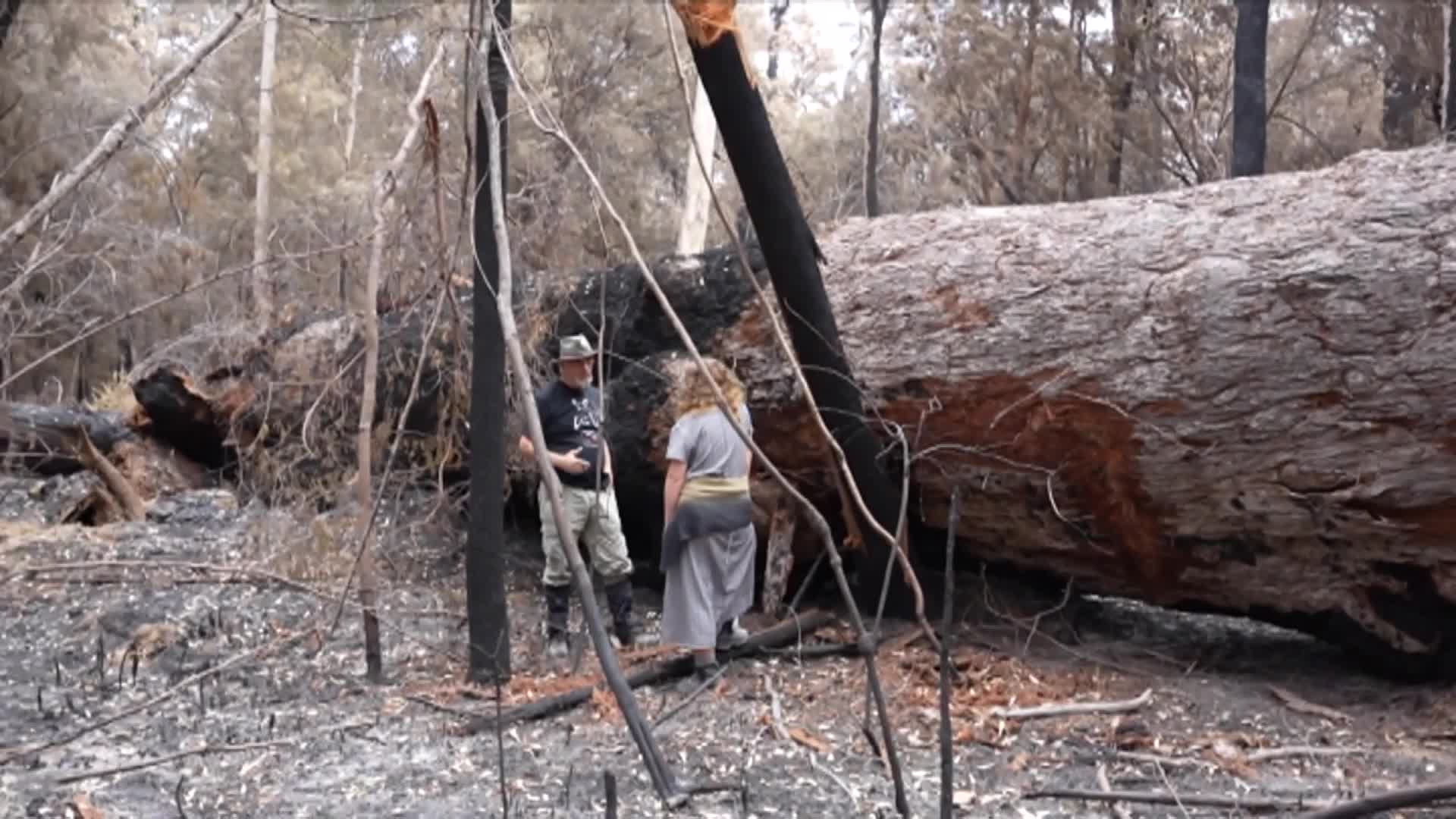 Prescribed burn in WA fells centuries-old red tingle tree, sparking ...