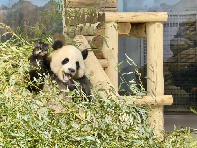 ‘Giant Panda Cam’ returns to DC’s National Zoo: How to see Bao Li, Qing Bao