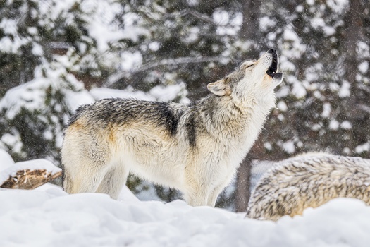 Livestock industry still howling about wolves' return