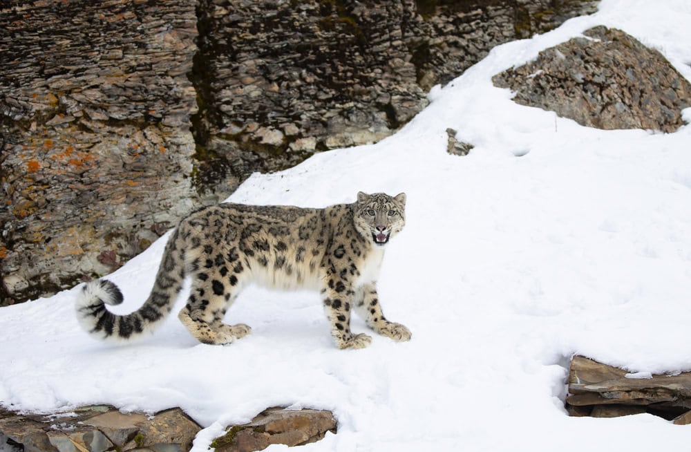 The Revealed Secrets of the Elusive Snow Leopard